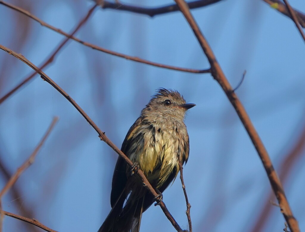 Northern Scrub-Flycatcher from Sitionuevo, Magdalena, Colombia on April ...