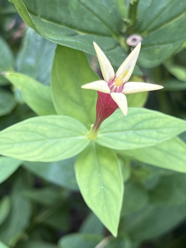 woodland pinkroot from Holly Springs National Forest, Oxford, MS, US on ...