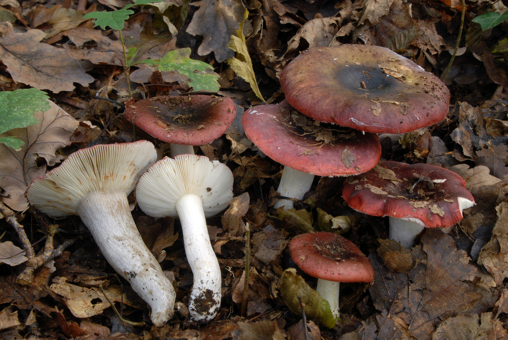 Russula from Canonica Lambro - Triuggio (MB), Italia on October 23 ...