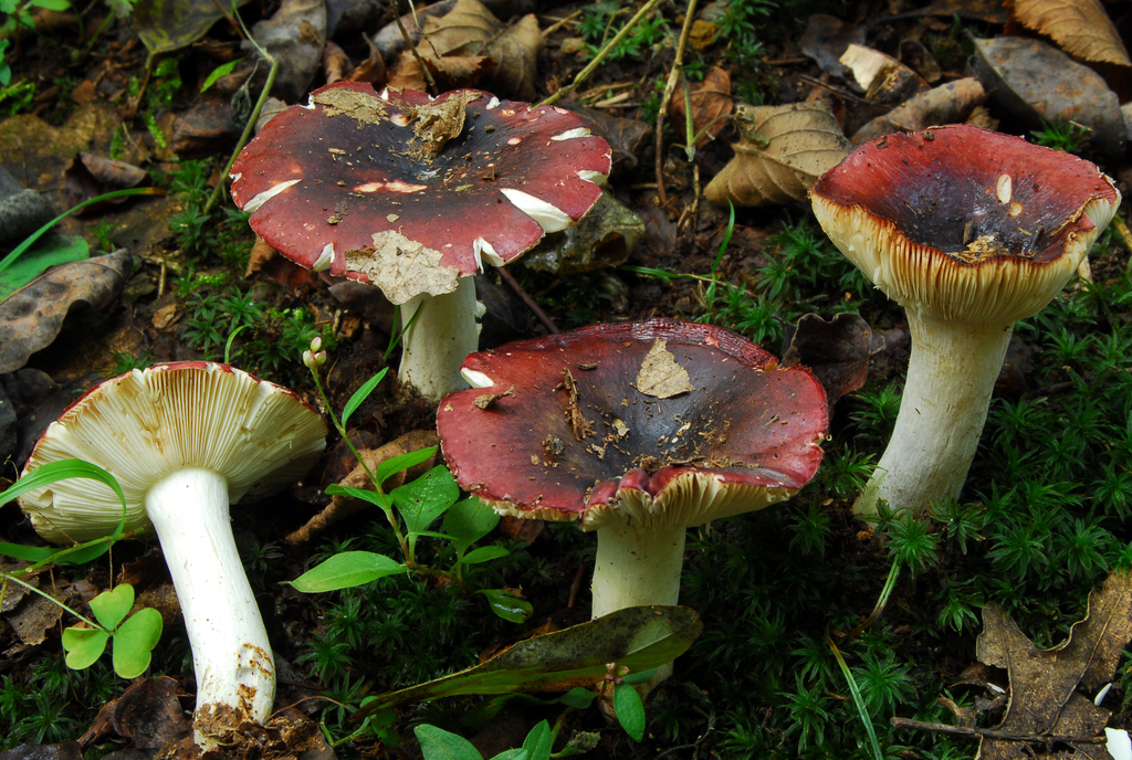 Russula from Canonica Lambro - Triuggio (MB), Italia on October 21 ...