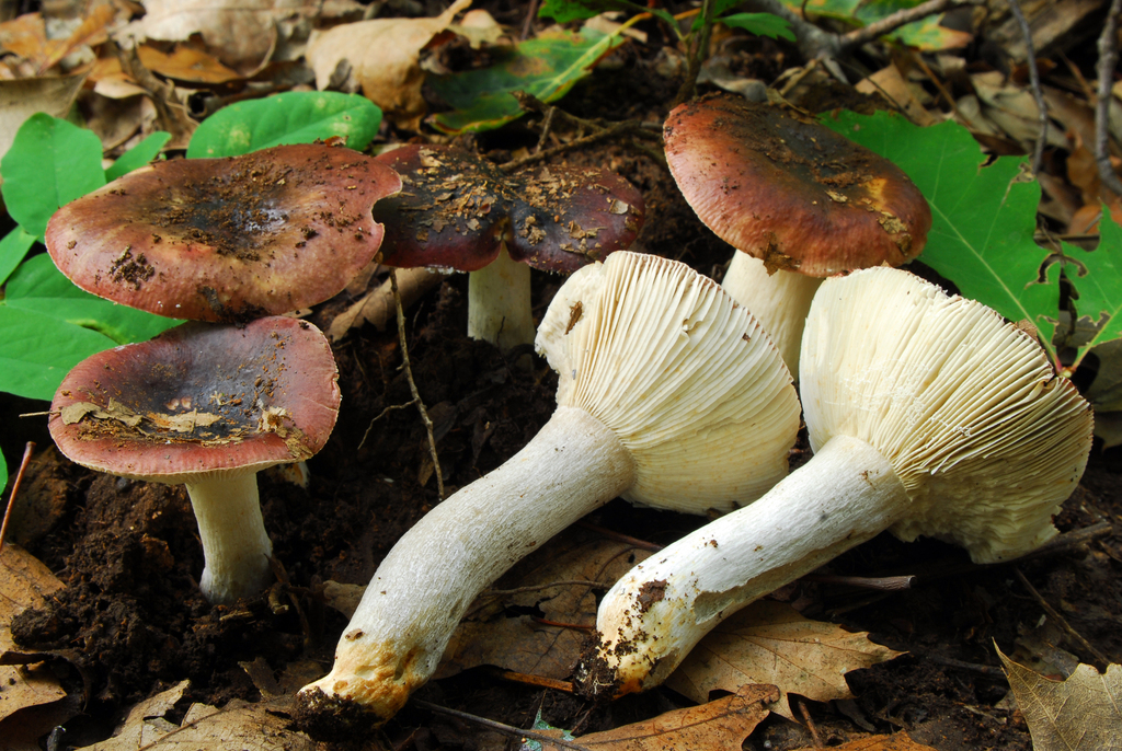 Russula from Canonica Lambro - Triuggio (MB), Italia on October 19 ...