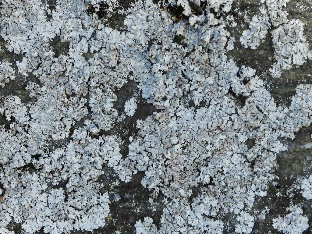 Blue-gray Rosette Lichen from Forte Fenestrelle - TO - Italia on ...