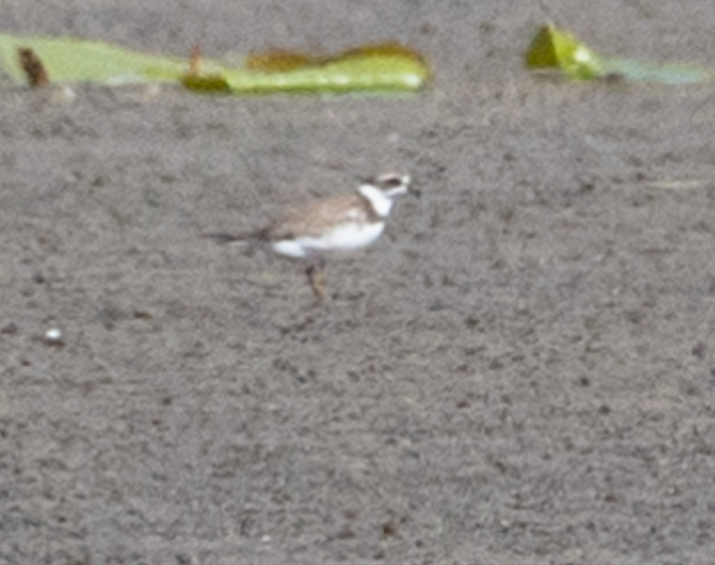 Semipalmated Plover from Warren County, OH, USA on September 3, 2023 at ...