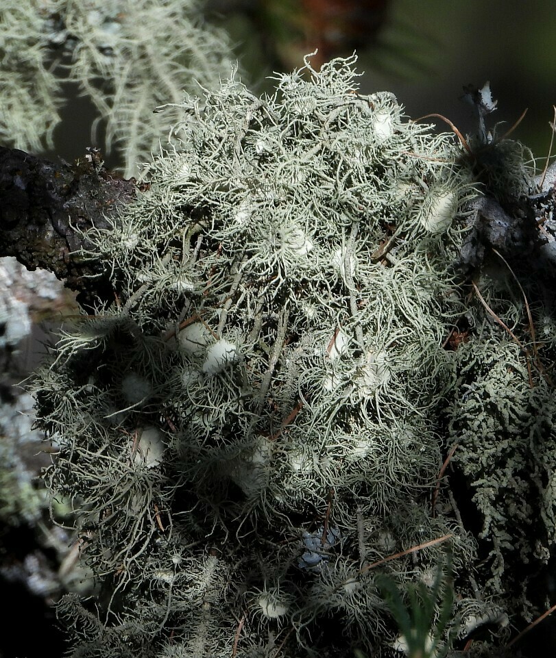Flowery Lichen from Forte Fenestrelle - TO - Italia on September 4 ...