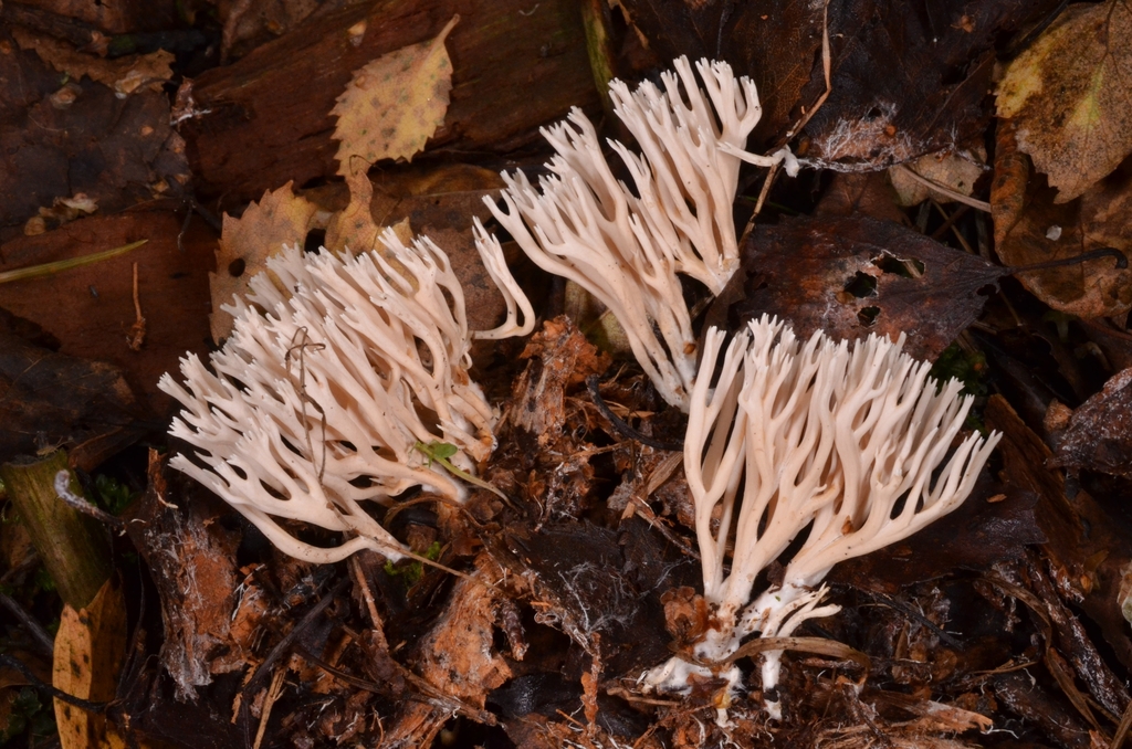 Ramaria gracilis from Gatchinskiy rayon, Leningrad, Russia on September ...
