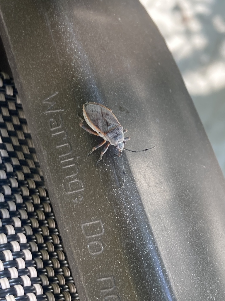 True Bugs from Ocean Maya Resort, Ocean Maya Royale, Q. Roo., MX on ...