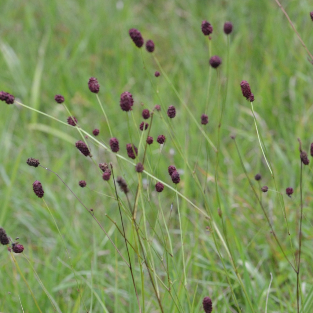 Great burnet from 293 01 Mladá Boleslav, Česko on September 1, 2023 at ...