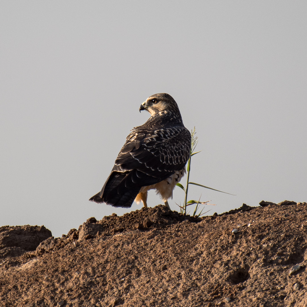 Swainson's Hawk from Sumner County, KS, USA on September 4, 2023 at 07: ...
