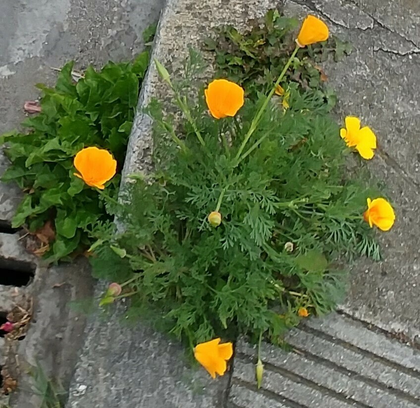 California poppy from Golden Gate Park, San Francisco, CA, USA on June ...