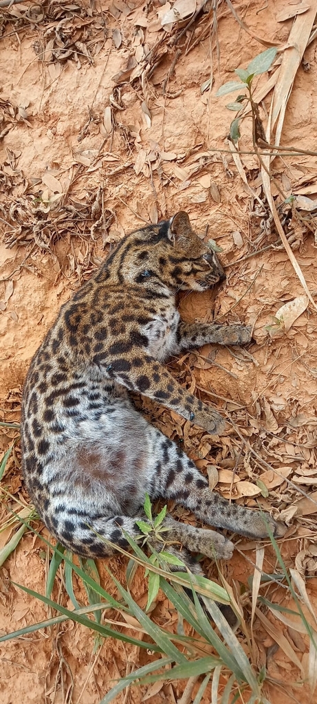 Southern Tigrina in September 2023 by Eslainy Repossi. Atropelada ...