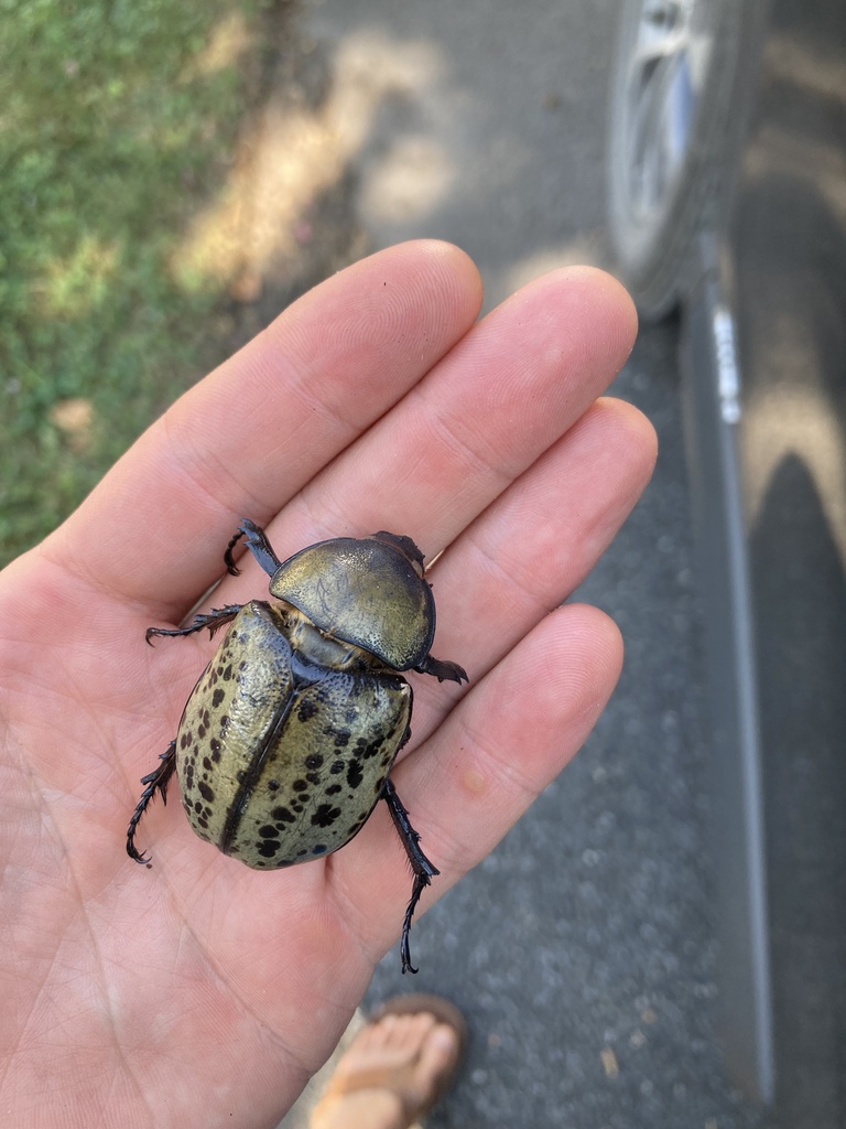 Eastern Hercules Beetle from S Main St, Madison, VA, US on September 3 ...
