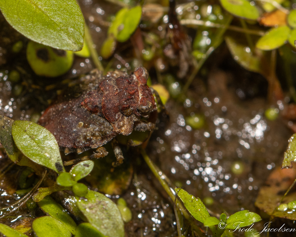Big-eyed Toad Bug from Prince George's County, MD, USA on August 20 ...