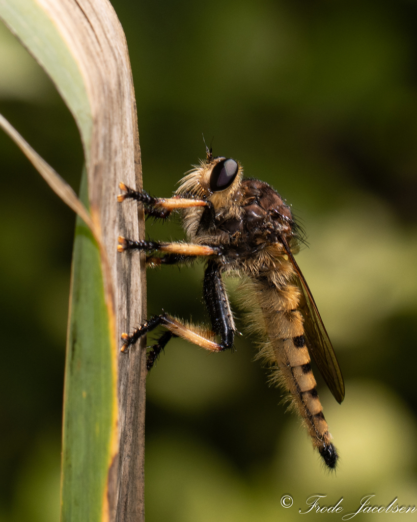 Red-footed Cannibal Fly from Prince George's County, MD, USA on August ...