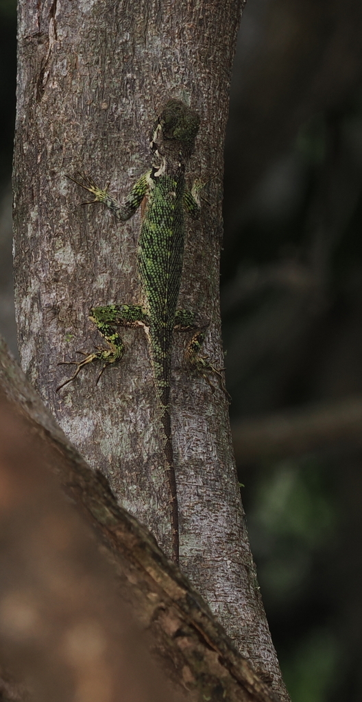 Blue-Lipped Tree Lizard from Cocha Trabix, Peru on August 13, 2023 at ...