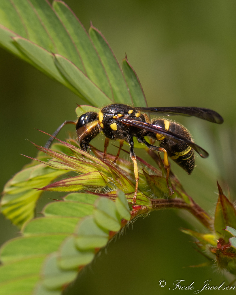 Smiling Mason Wasp from Prince George's County, MD, USA on August 20 ...