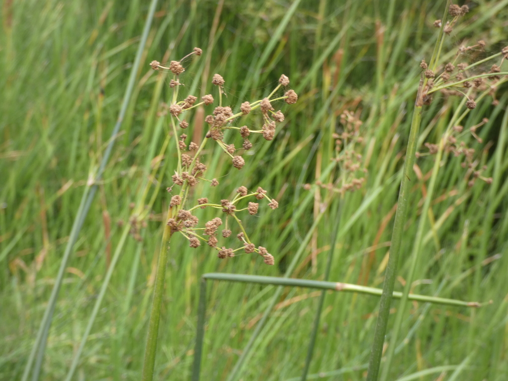 Round-headed Clubrush from Santa Cruz de Tenerife, Spagna on September ...