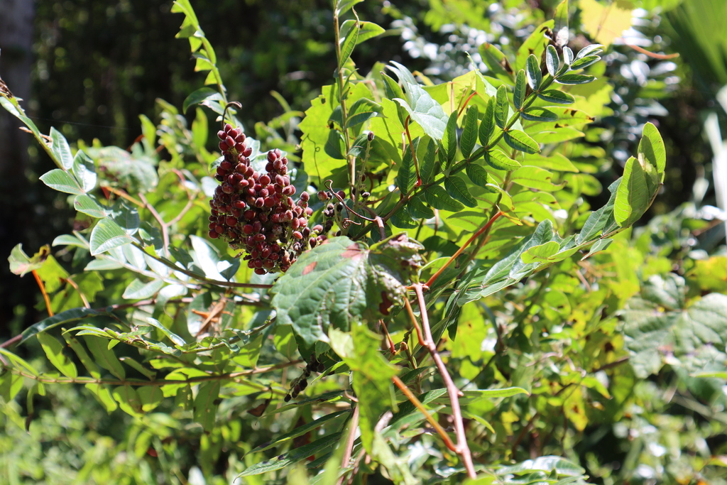 shining sumac from Polk County, FL, USA on September 3, 2023 at 02:41 ...