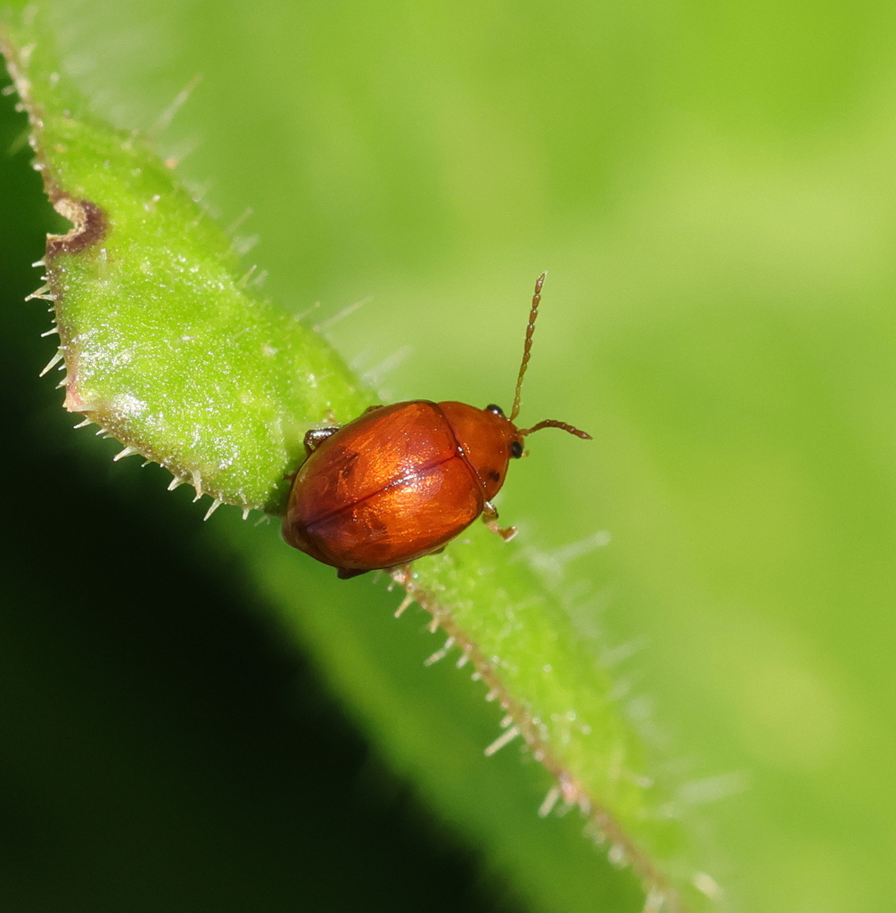 Sphaeroderma testaceum from Oudalle, France on September 4, 2023 at 07: ...
