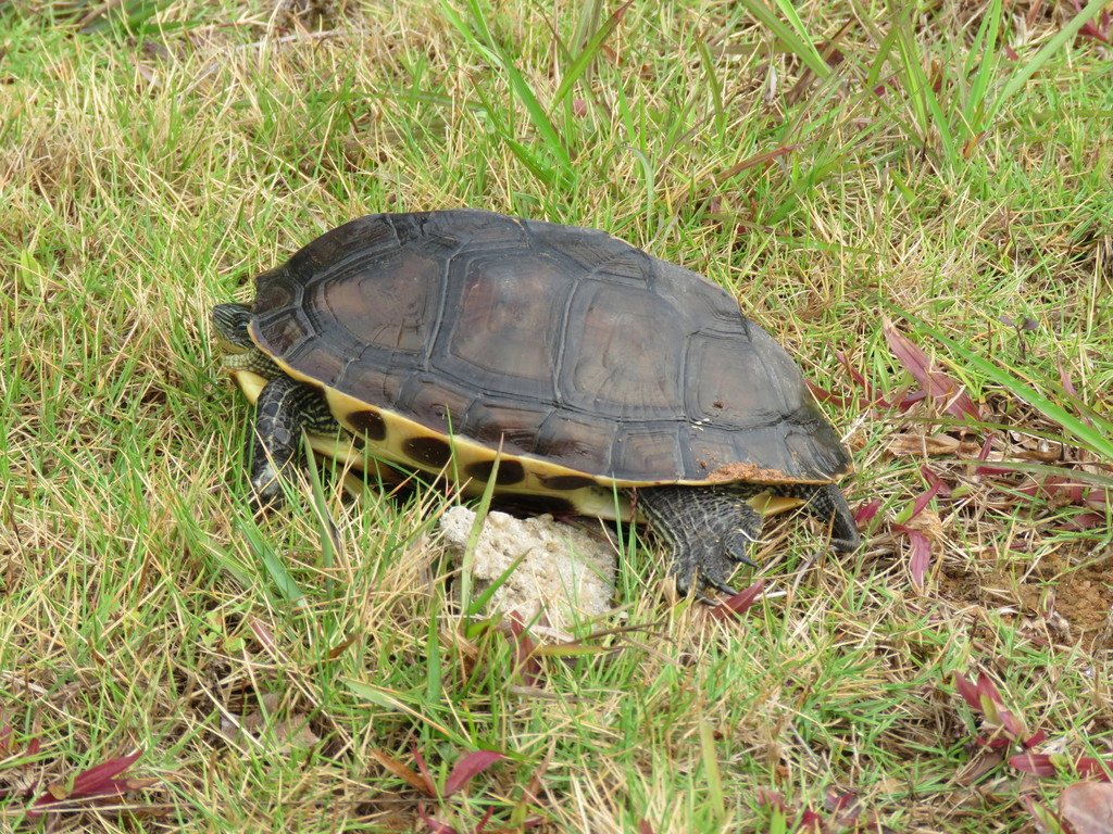 Common thread turtle in February 2019 by Linda · iNaturalist