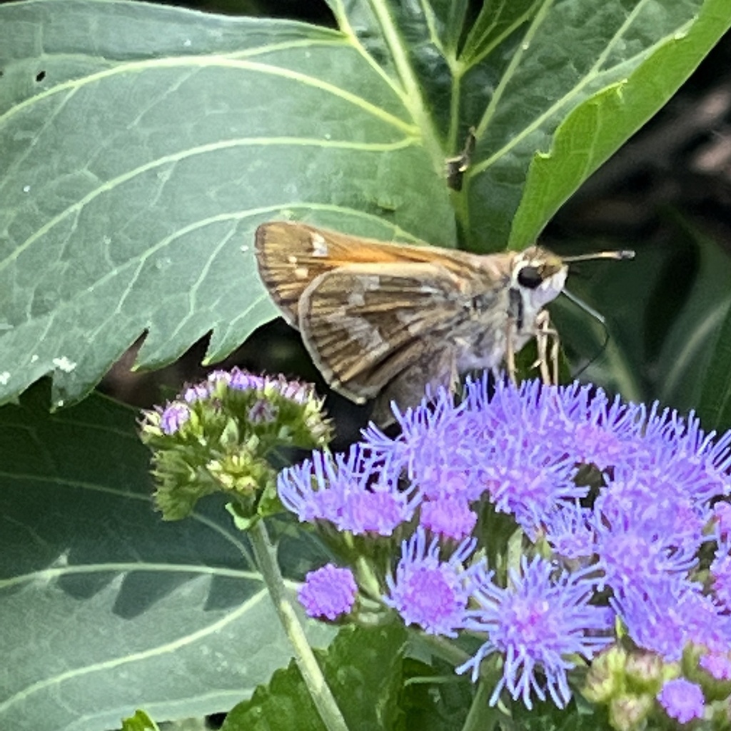 Sachem from Negley Pl, Dayton, OH, US on September 4, 2023 at 01:10 PM ...