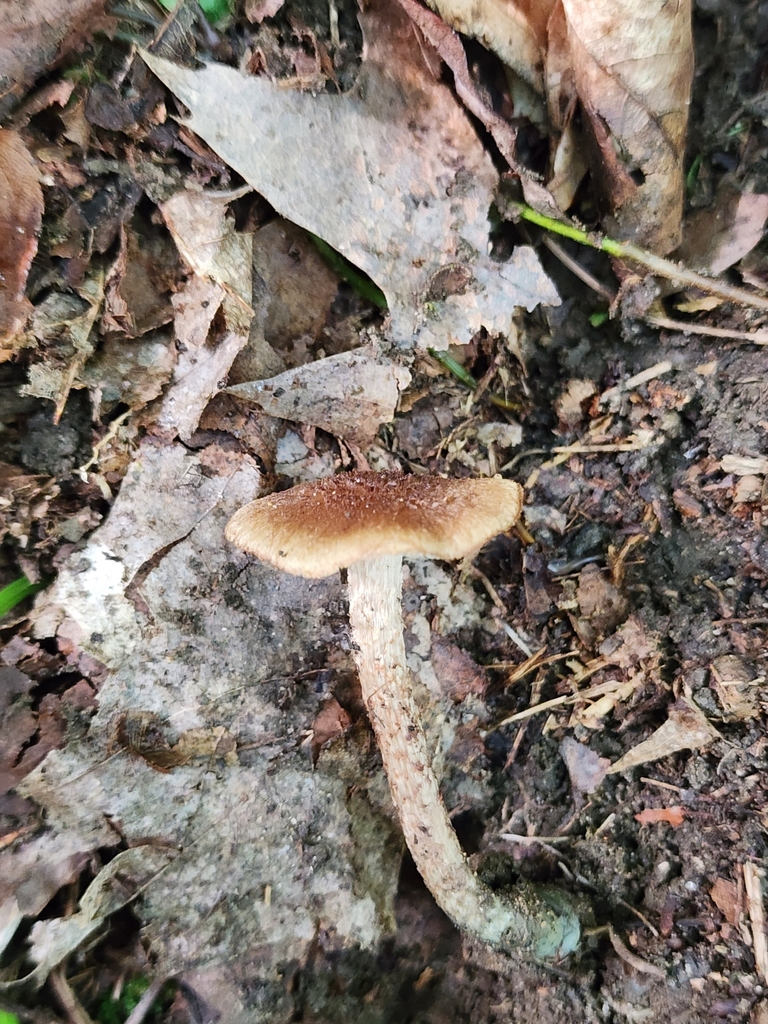 Inosperma apiosmotum from Boswell, PA 15531, USA on September 3, 2023 ...