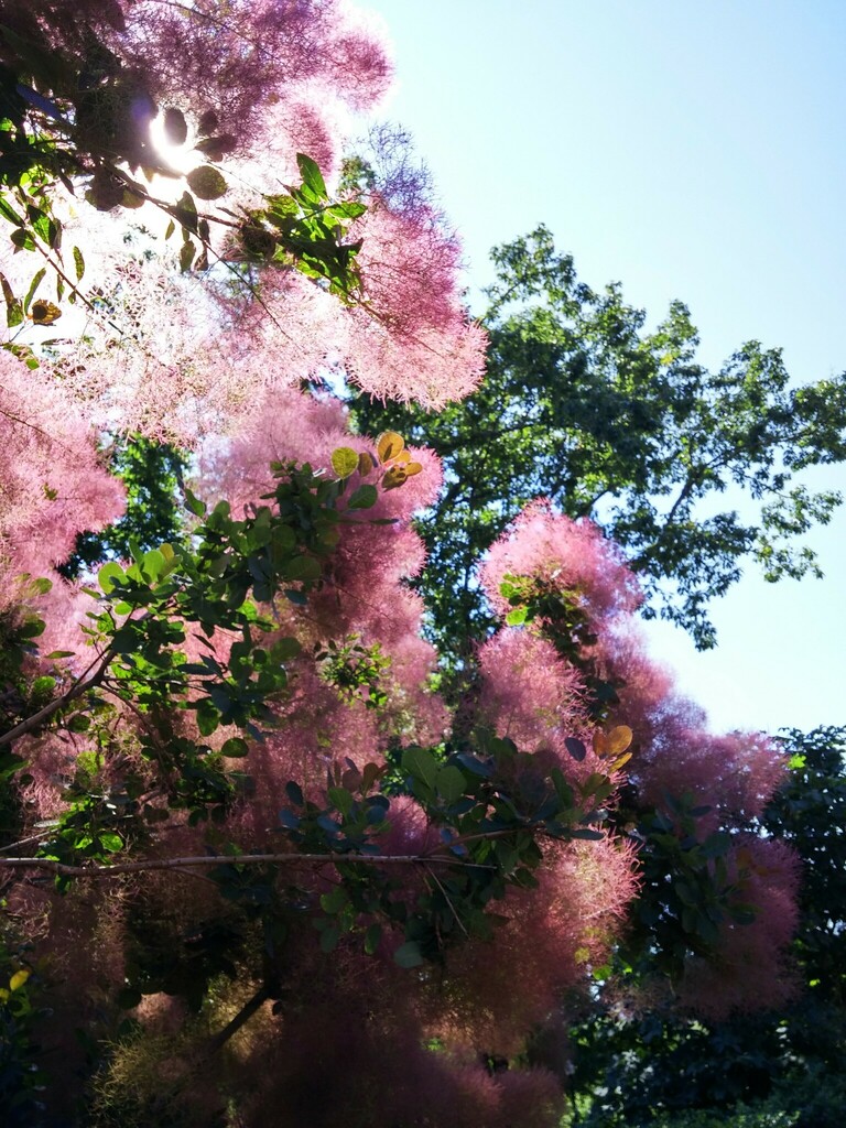 smoketrees from Beacon Hill, Boston, MA, USA on June 18, 2021 at 10:10 AM by pilgrim123 ...