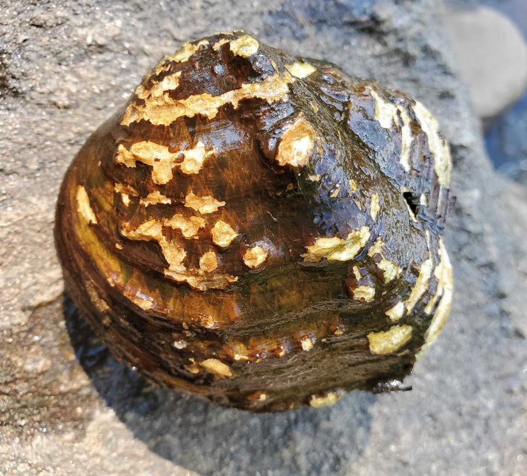 Monkeyface Mussel from Lower Saint Croix National Scenic Riverway ...