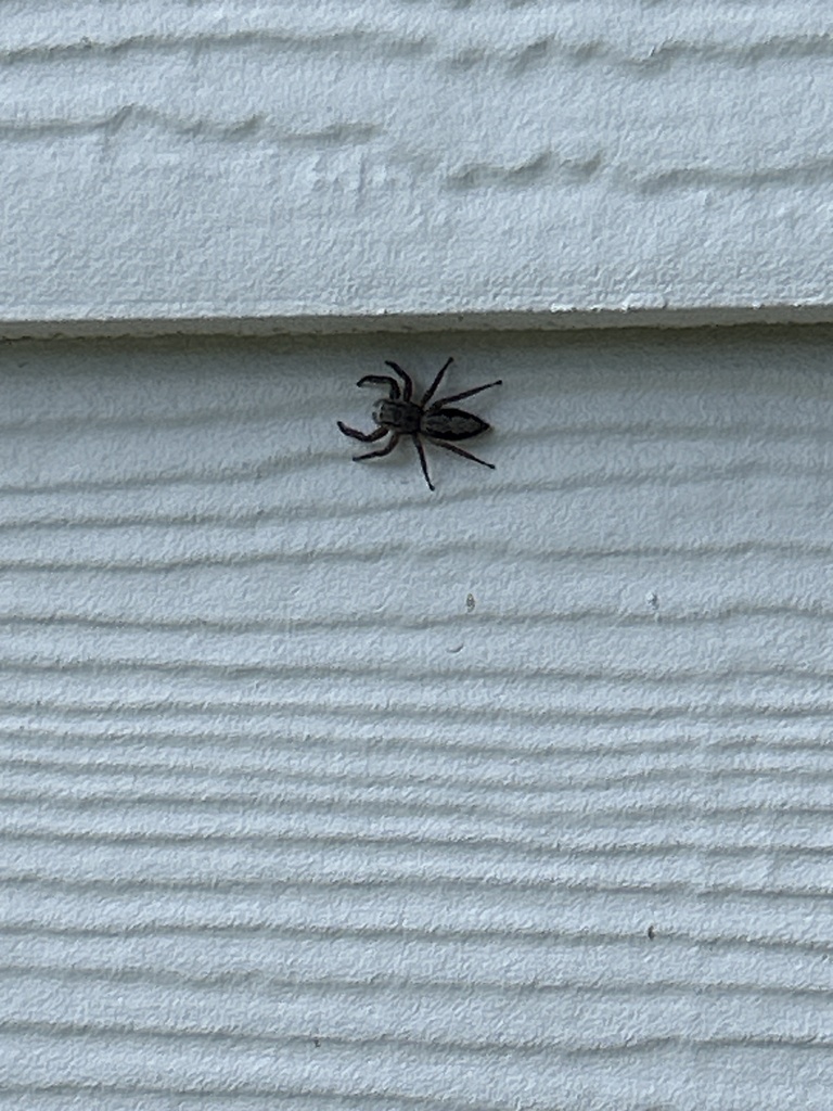 Tan Jumping Spider from Sullivan Pl, Saint Johns, FL, US on September 4 ...