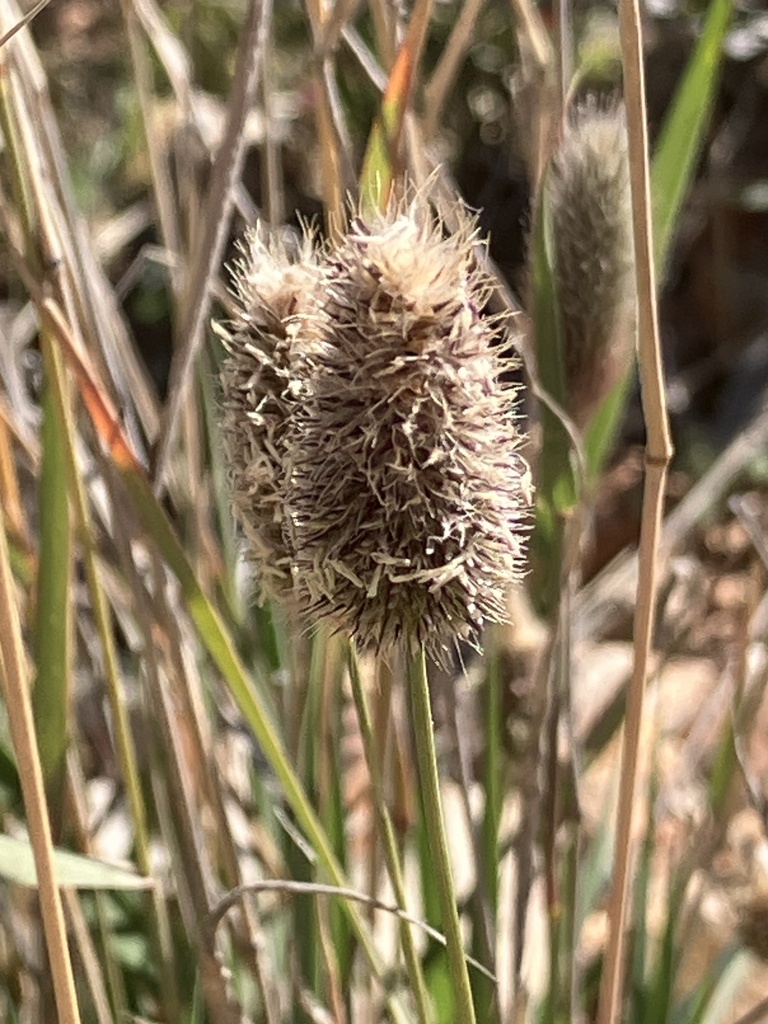 Thimble Grass from Eden, ZA-WC, ZA on September 2, 2023 at 02:21 PM by ...