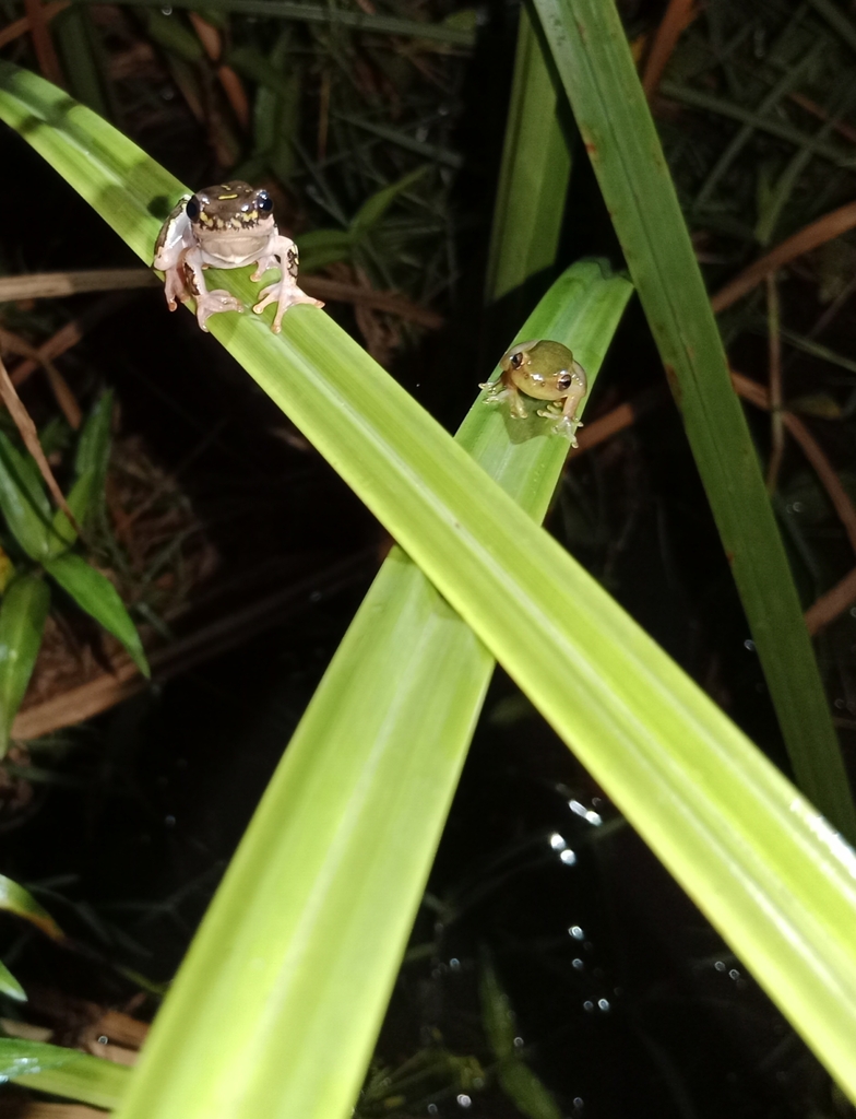 Pickersgill's Reed Frog from Umdoni Municipality, South Africa on ...