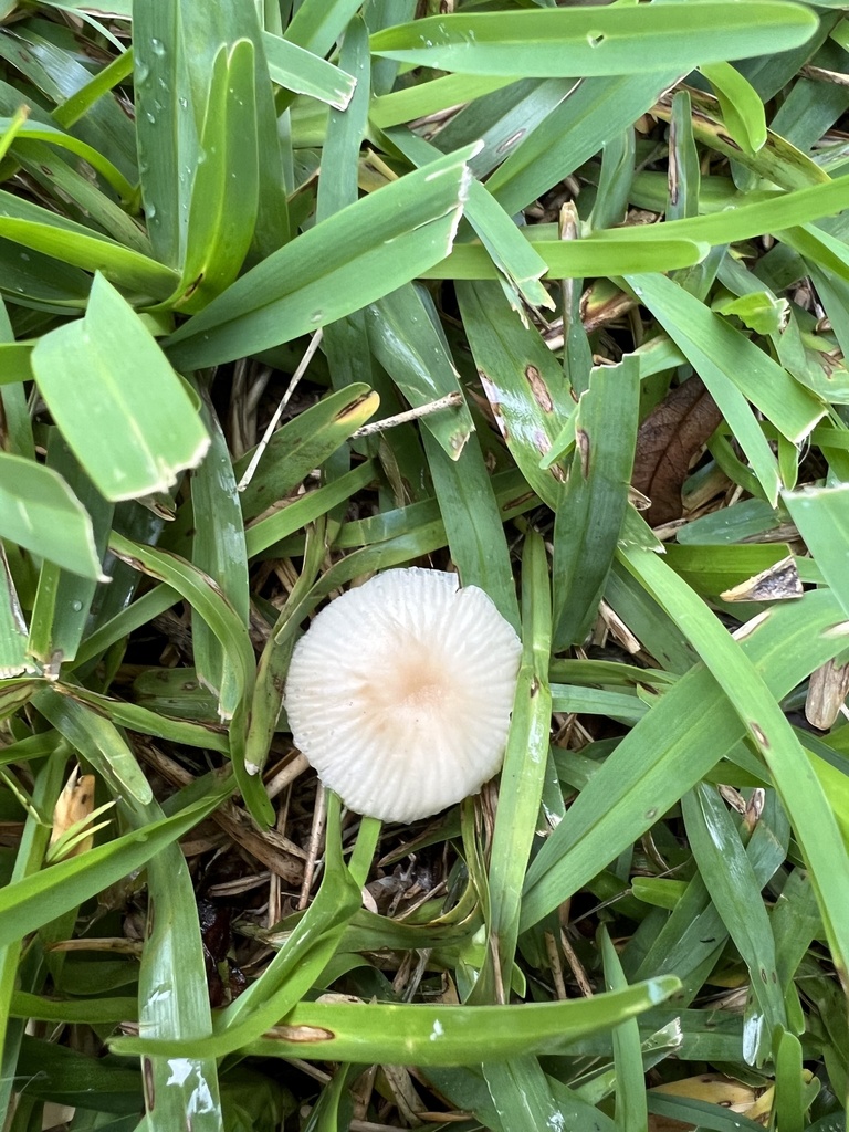 Fungi Including Lichens in August 2023 by salemi_g_004. This organism ...