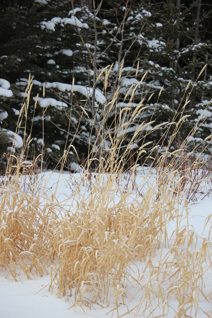 reed canary grass from Powerline Trail, Canmore, AB T1W 3C2, Canada on ...