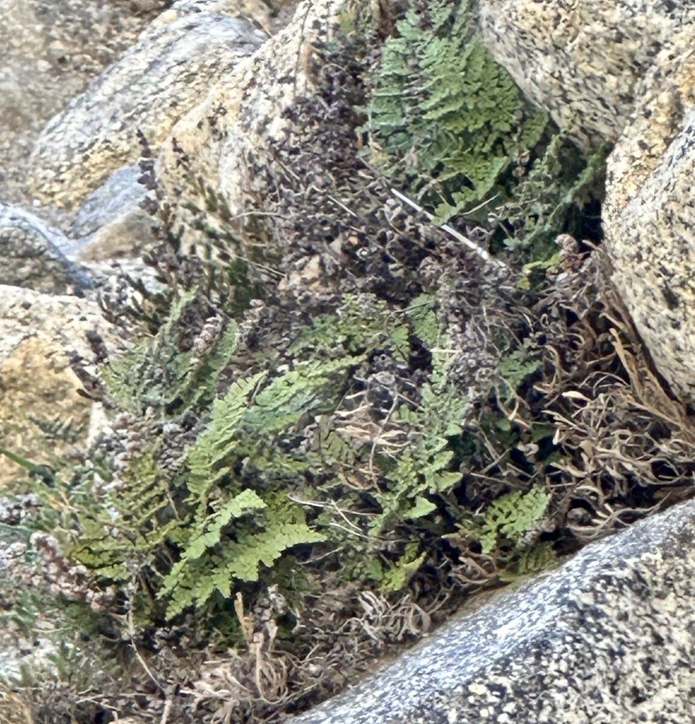 Coville's lip fern from Santa Rosa and San Jacinto Mountains National ...
