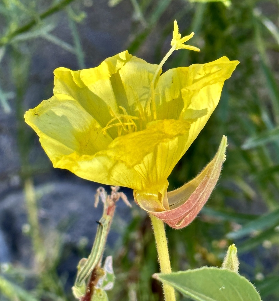 tall evening primrose from Santa Rosa and San Jacinto Mountains ...