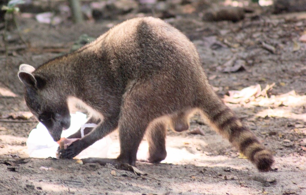 Common Raccoon from Puntarenas Province, Quepos, Costa Rica on July 26 ...
