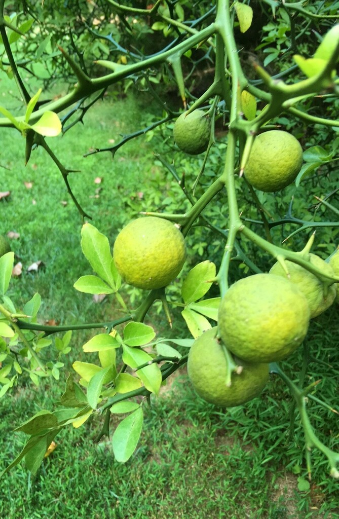 trifoliate orange from Boyds on September 4, 2023 at 09:16 AM by David ...