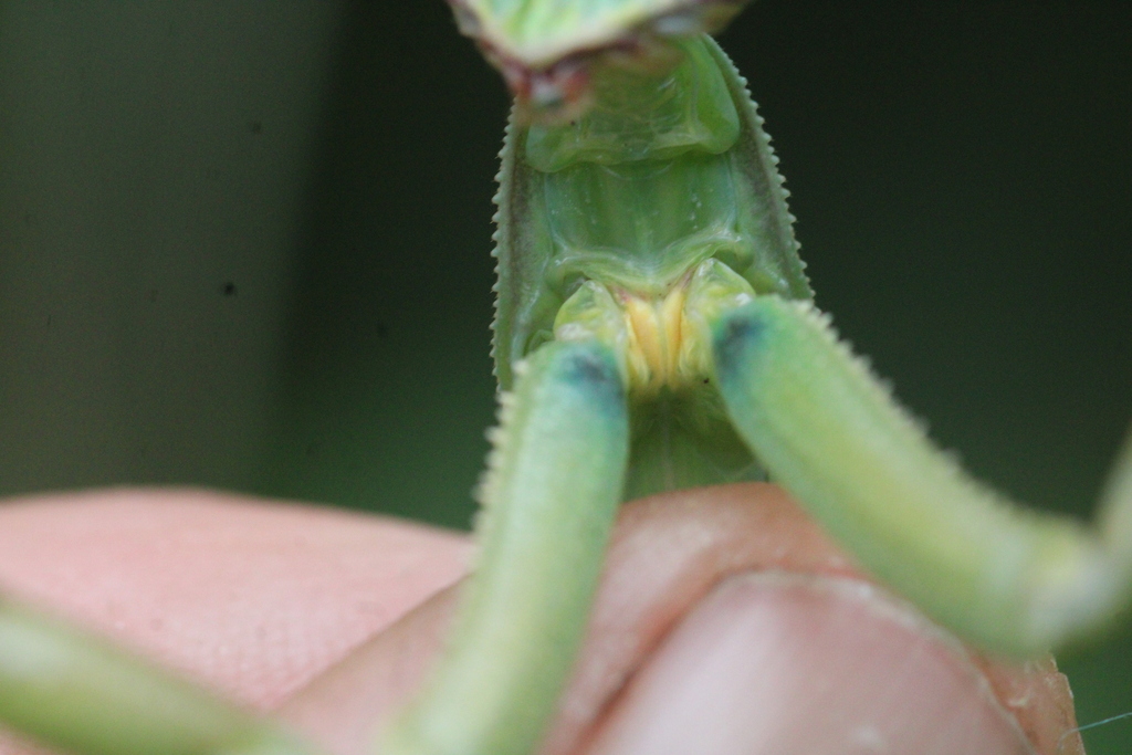 Chinese Mantis from Baltimore County, MD, USA on August 28, 2023 at 10: ...