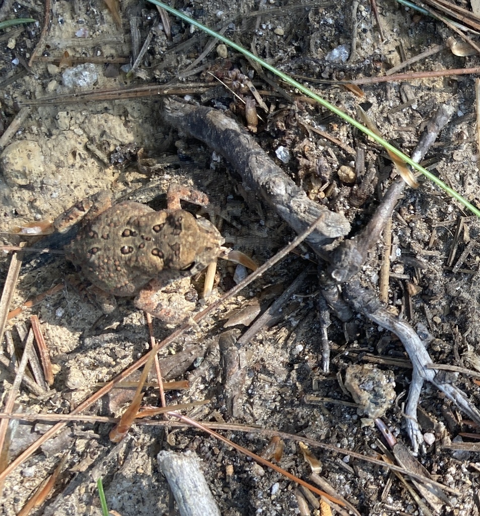 American Toad from Les Lacs-du-Témiscamingue, QC, CA on September 4 ...