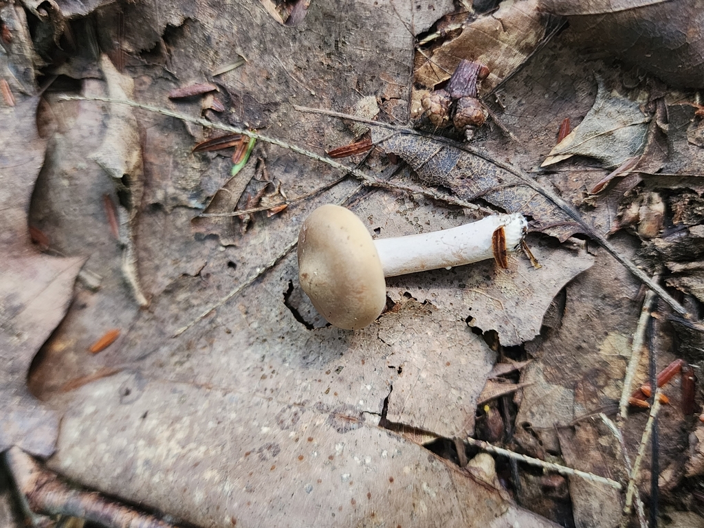 Lactarius imperceptus from Boswell, PA 15531, USA on September 3, 2023 ...