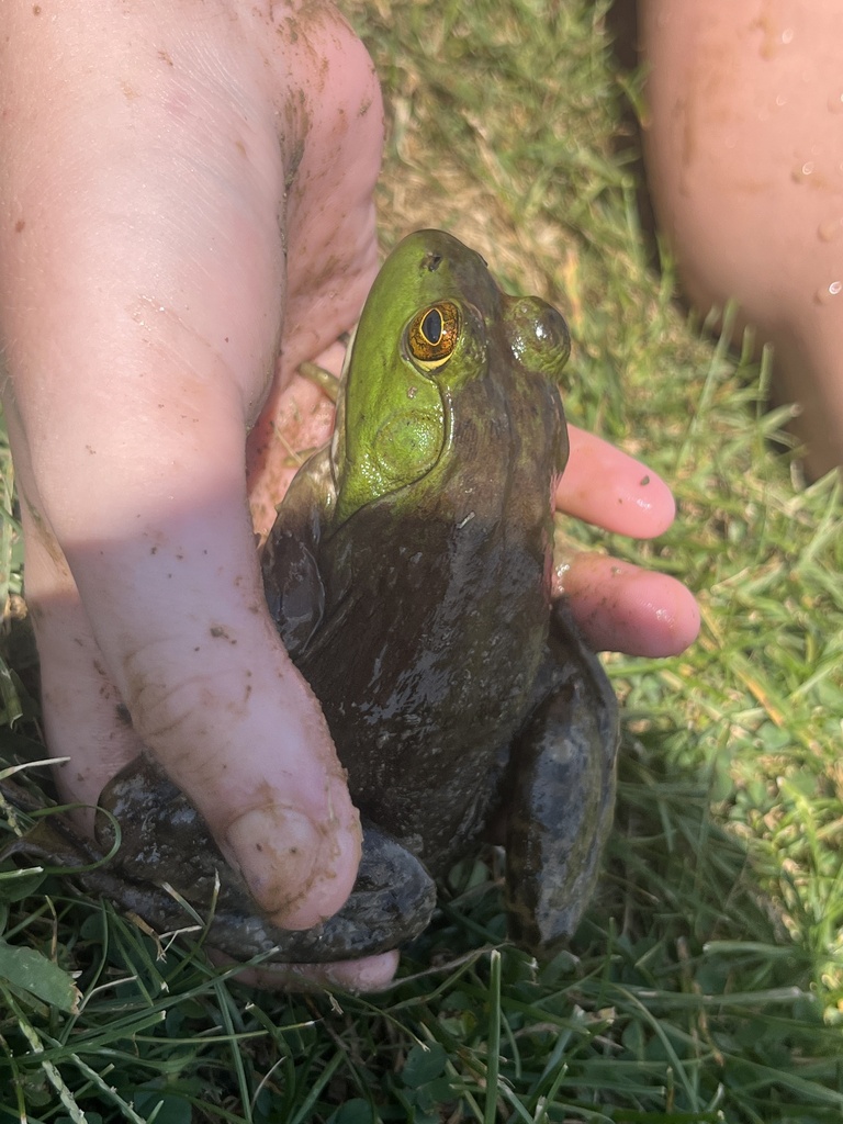 American Bullfrog from The Trout Club, Newark, OH, US on September 4 ...