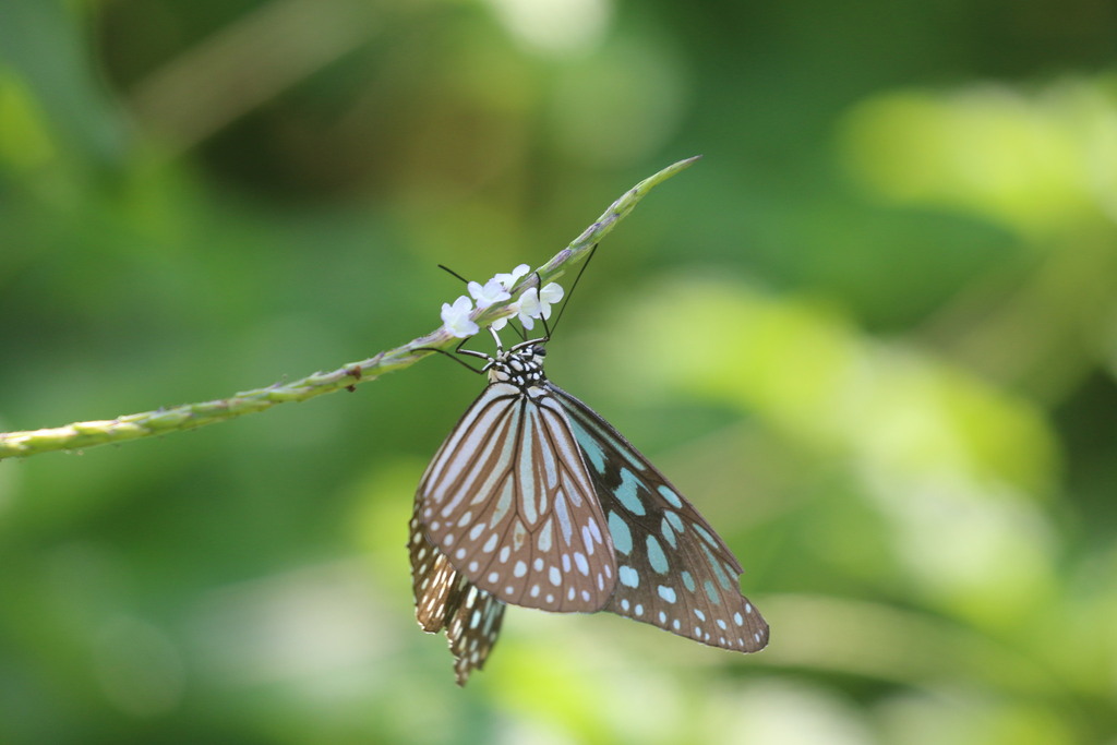 Ceylon Blue Glassy Tiger from Upper Assam Division, Assam, India on ...