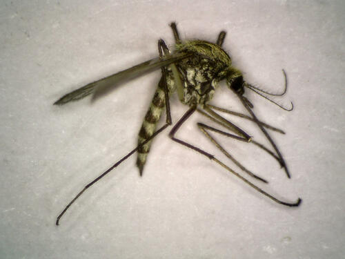 Aedes pullatus · iNaturalist Mexico