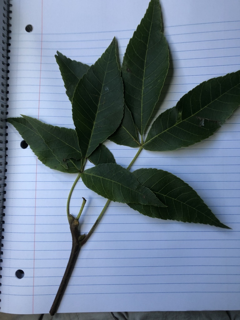 pignut hickory from Jennings Rd, Ann Arbor, MI, US on September 4, 2023 ...