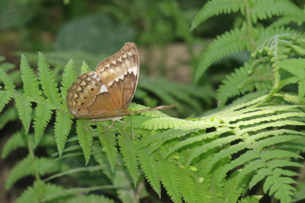 Large Yeoman from Upper Assam Division, Assam, India on September 4 ...