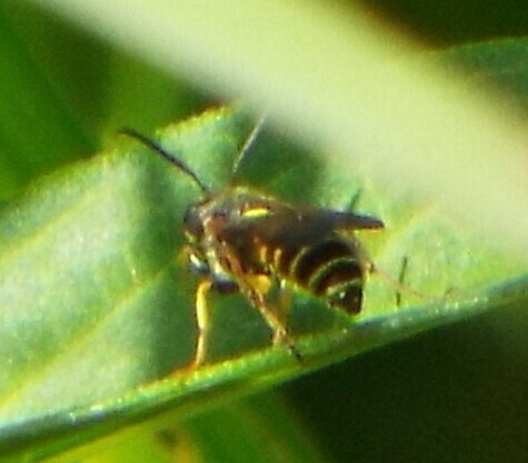Confusing Furrow Bee from Union County, KY, USA on September 3, 2023 at ...