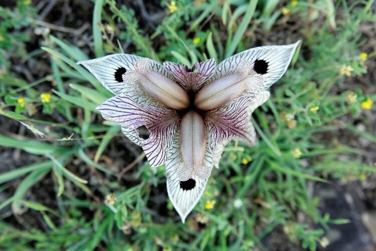 Iris acutiloba lineolata from Sjunik, Arménie on May 27, 2022 at 06:56 ...