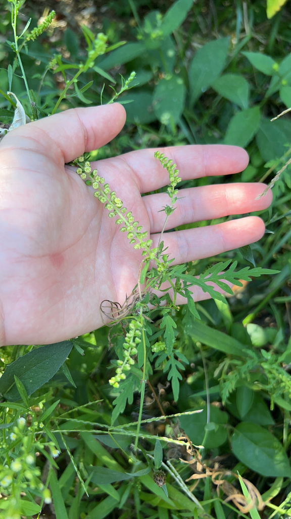 common ragweed from Montgomery County, US-VA, US on September 4, 2023 ...