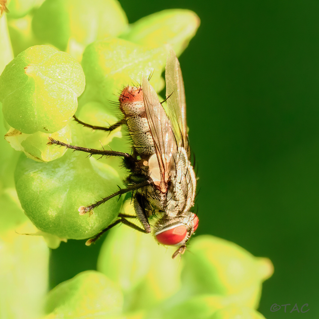 Bristle Flies from Travis County, TX, USA on September 1, 2023 at 08:08 ...