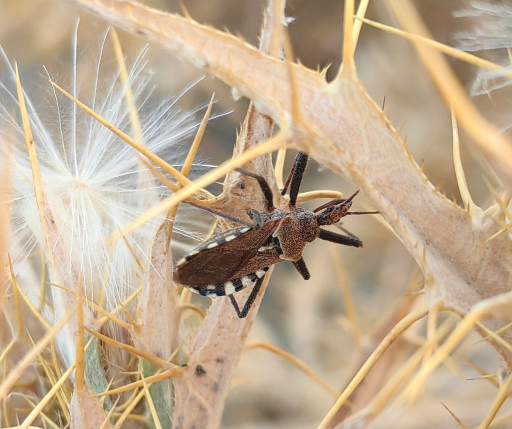 Rhynocoris erythropus from Algeria on September 4, 2023 at 06:17 PM by ...