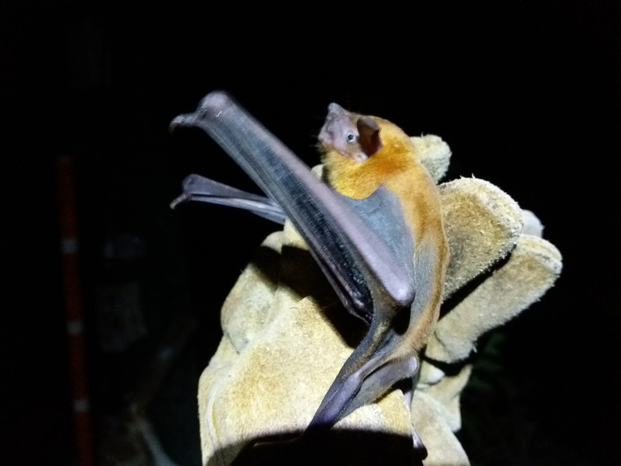 Noctilio albiventris Desmarest, 1818